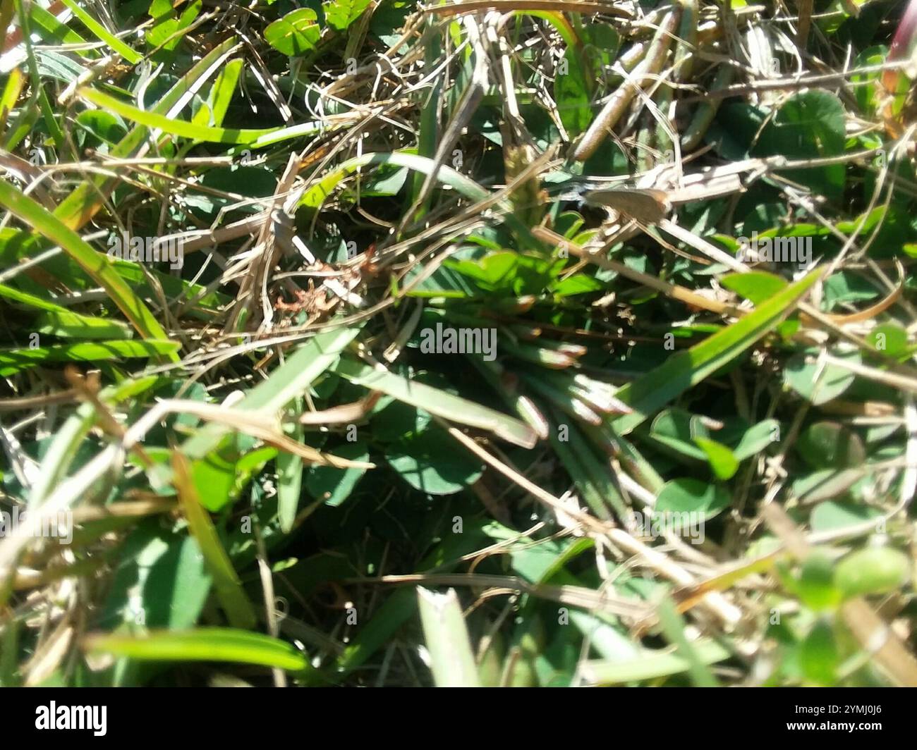 Ceraunus Blue (Hemiargus ceraunus Stock Photo - Alamy