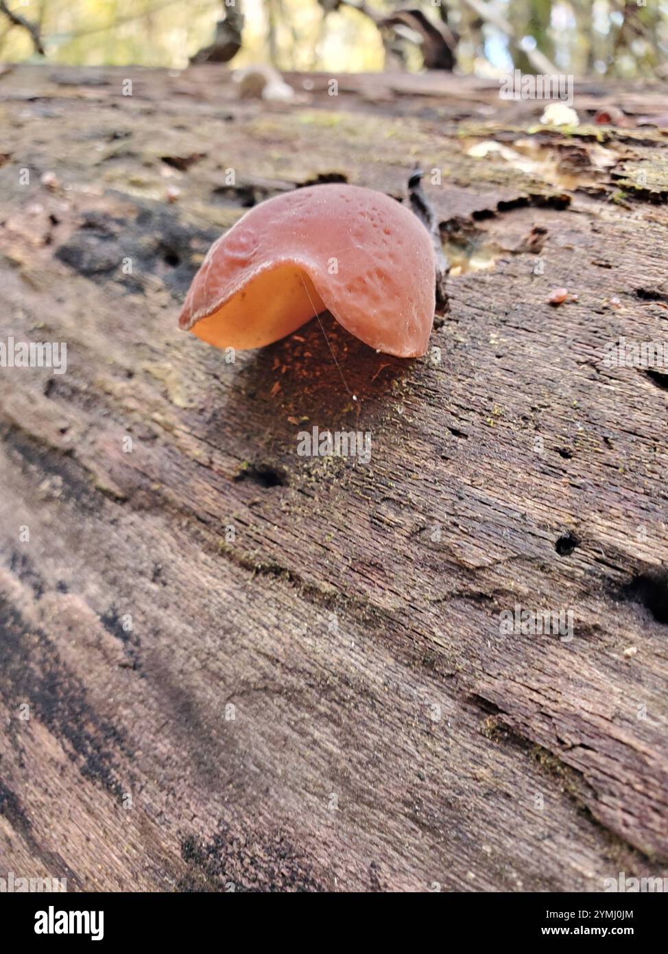 Wood ear fungi (Auricularia Stock Photo - Alamy