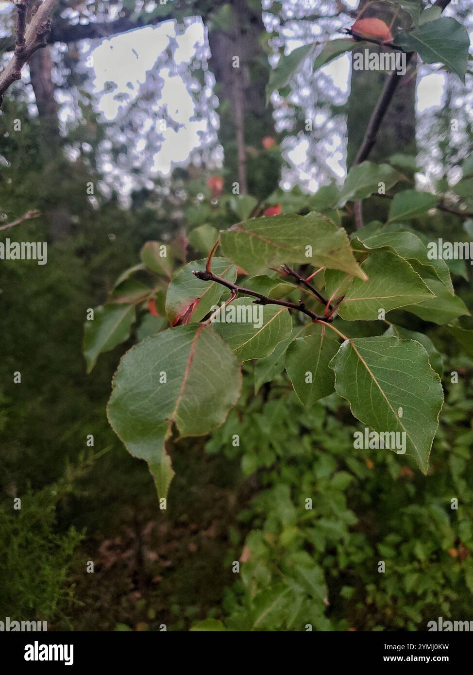 Callery pear (Pyrus calleryana Stock Photo - Alamy