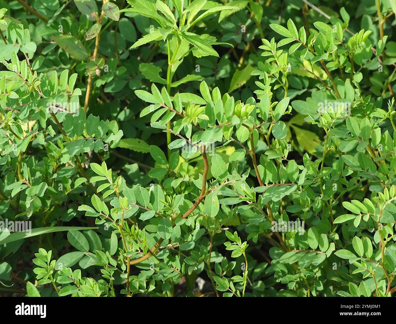 Creeping Indigo (Indigofera spicata Stock Photo - Alamy