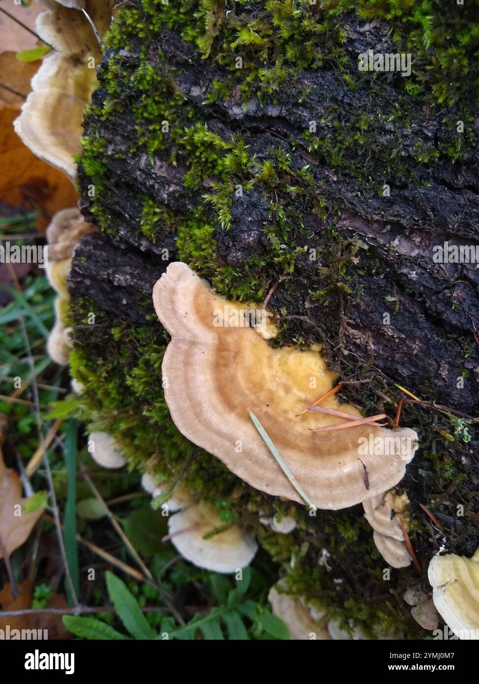 Gilled Polypore (Trametes betulina Stock Photo - Alamy