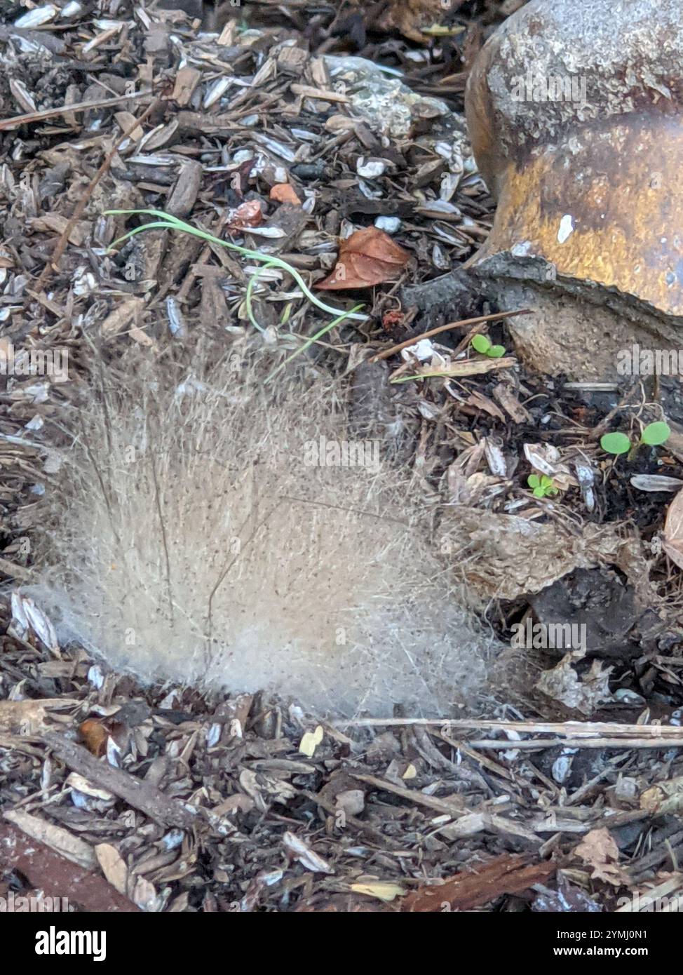 Phycomyces hi-res stock photography and images - Alamy