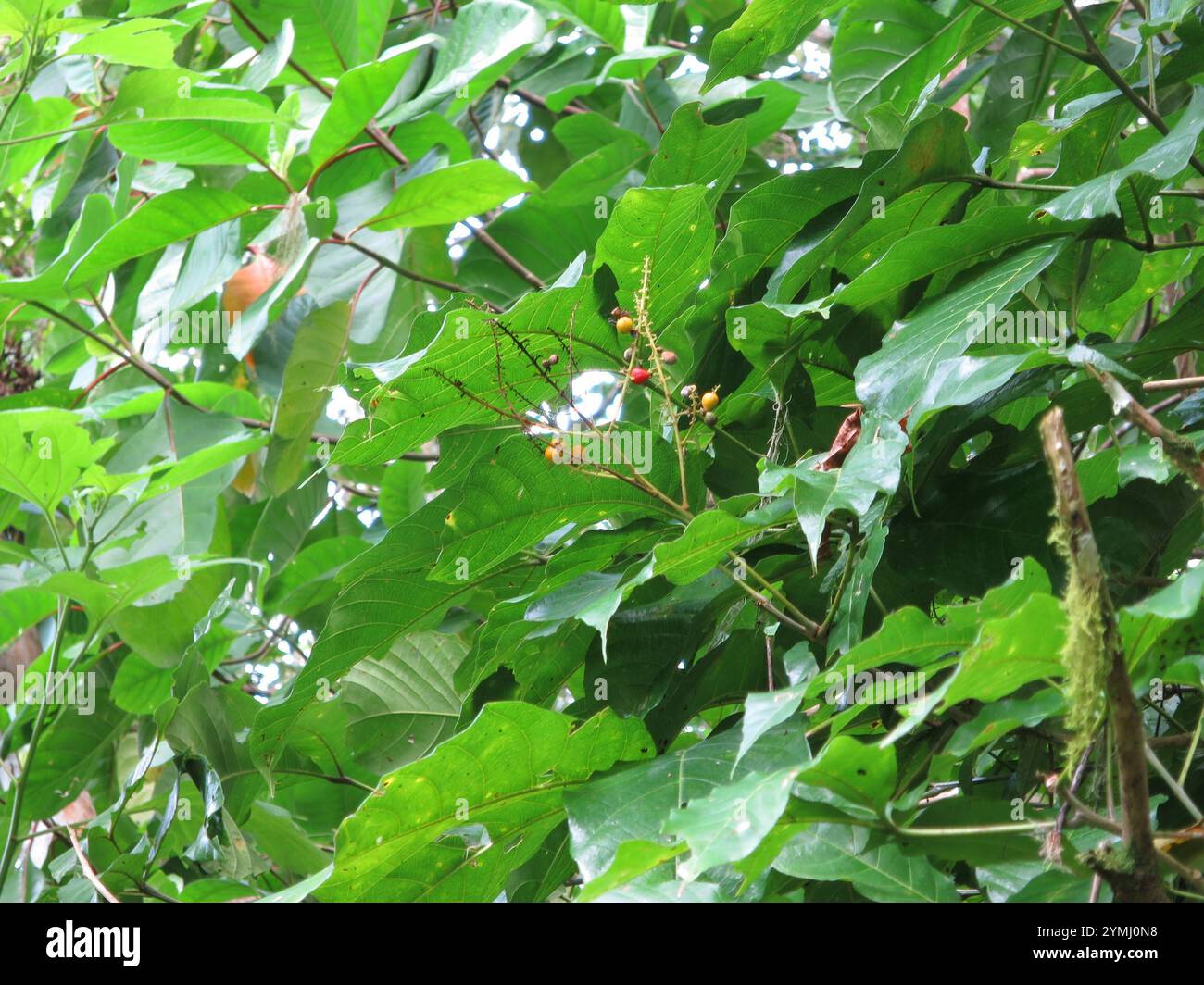 Allophylus hi-res stock photography and images - Alamy
