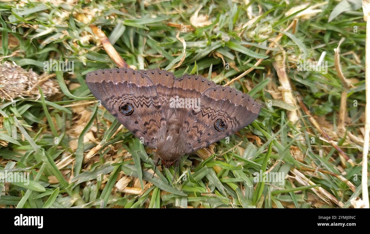 Wattle moth hi-res stock photography and images - Alamy