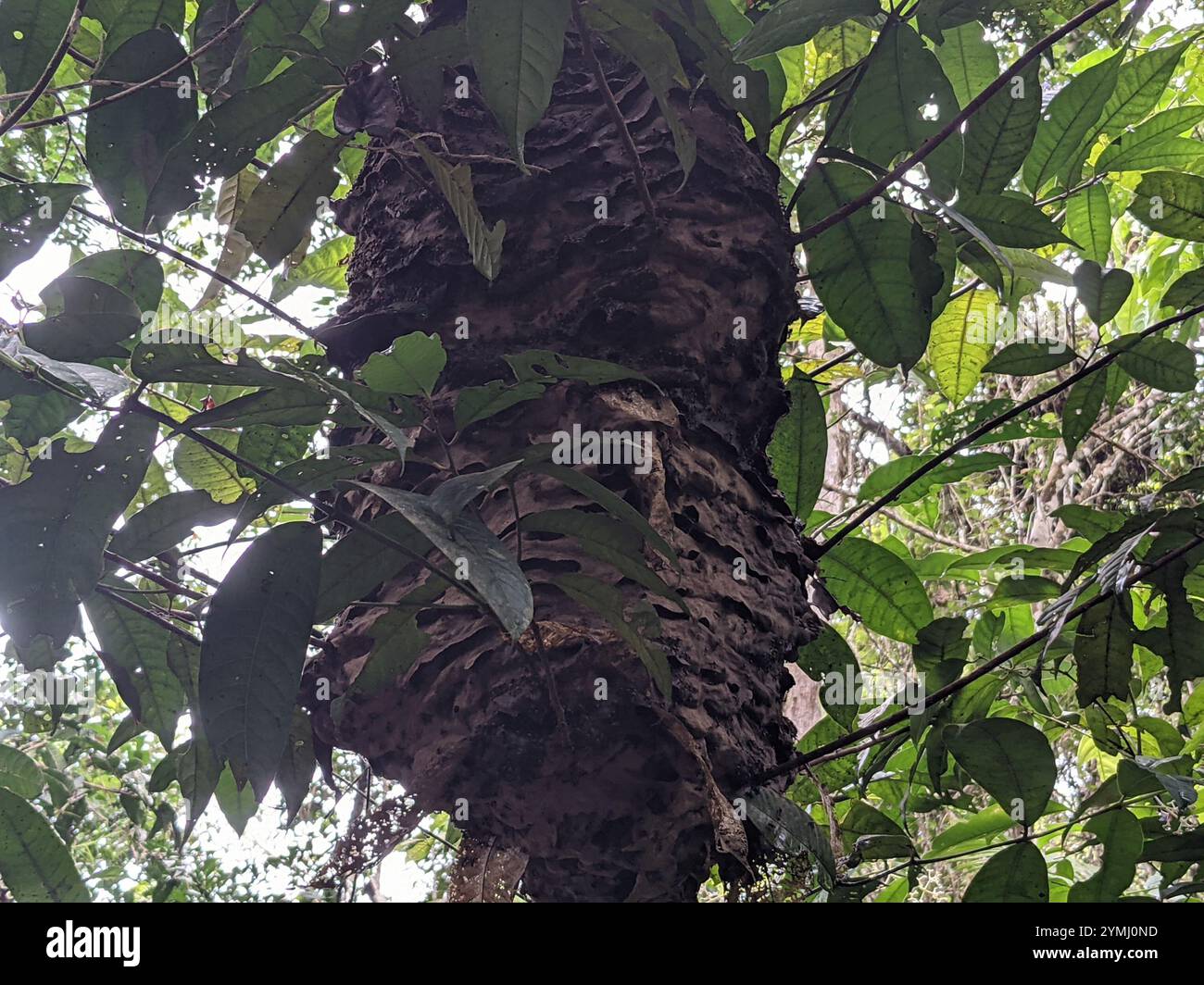 Azteca ants hi-res stock photography and images - Alamy