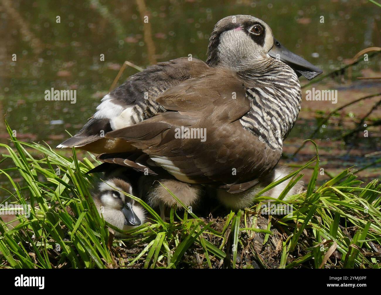 Pink-eared Duck (Malacorhynchus membranaceus Stock Photo - Alamy