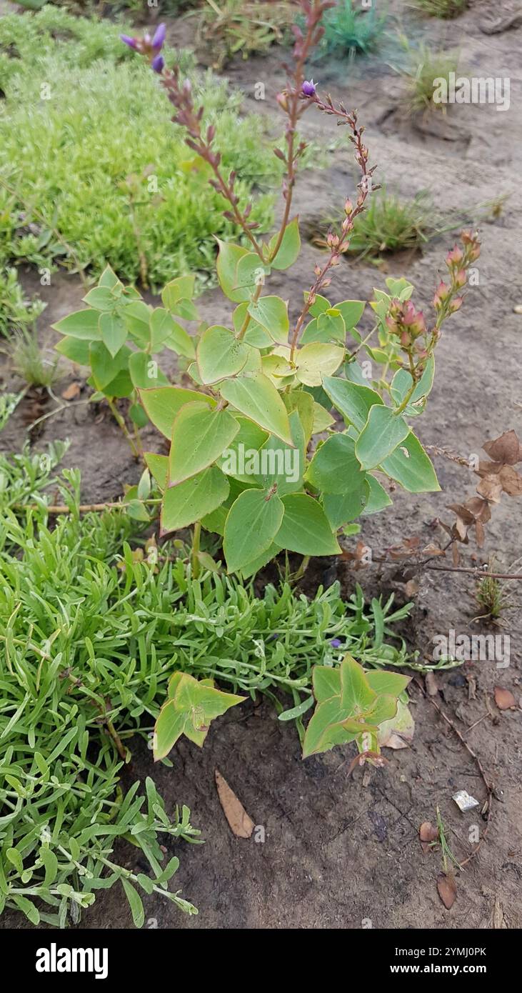 Digger's Speedwell (Veronica perfoliata Stock Photo - Alamy