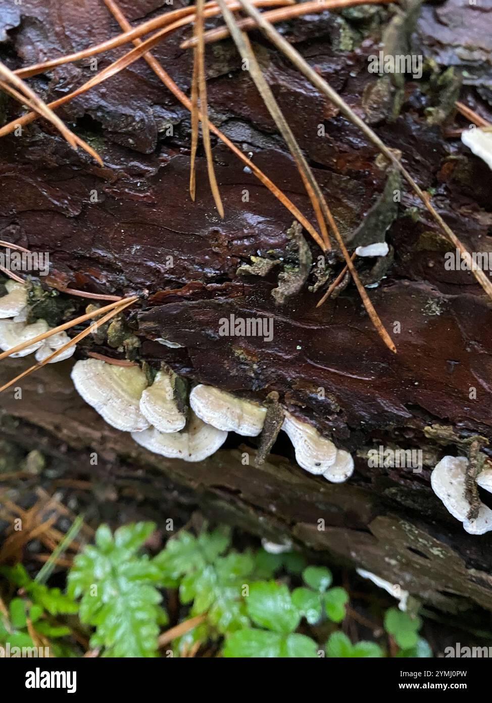 brown-staining cheese polypore (Fuscopostia fragilis Stock Photo - Alamy
