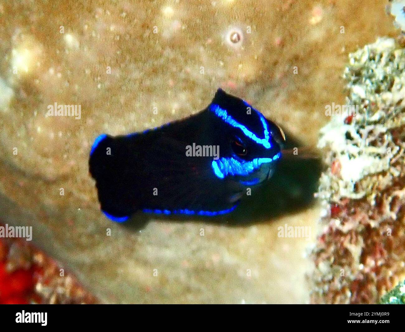 Blue-striped Dottyback (Pseudochromis springeri Stock Photo - Alamy