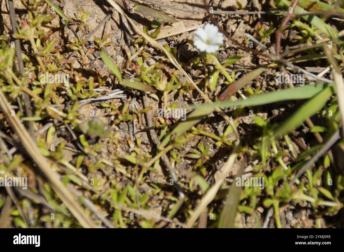 Dentella hi-res stock photography and images - Alamy