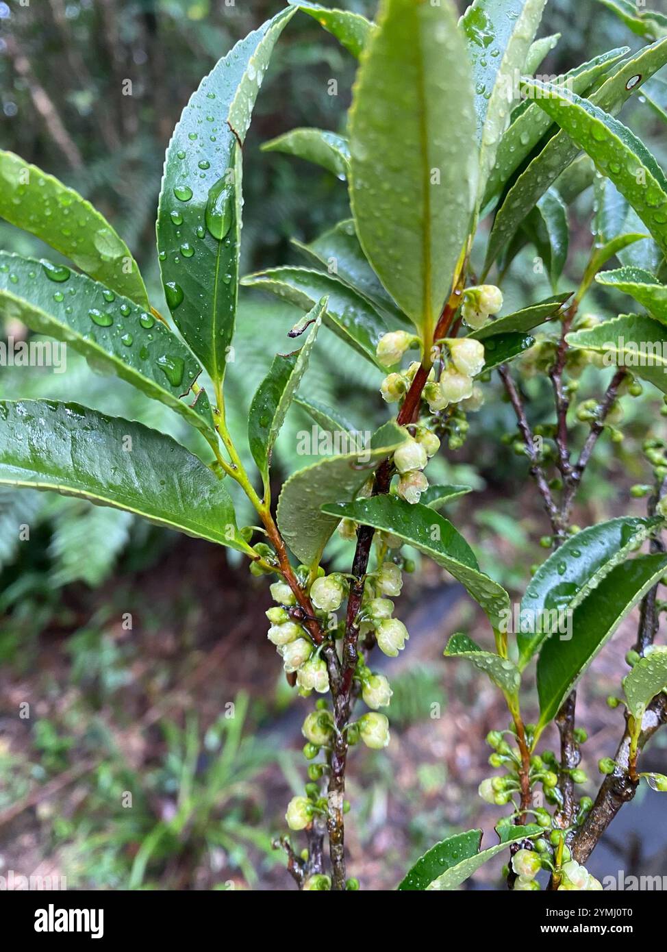 Japanese Eurya (Eurya japonica Stock Photo - Alamy