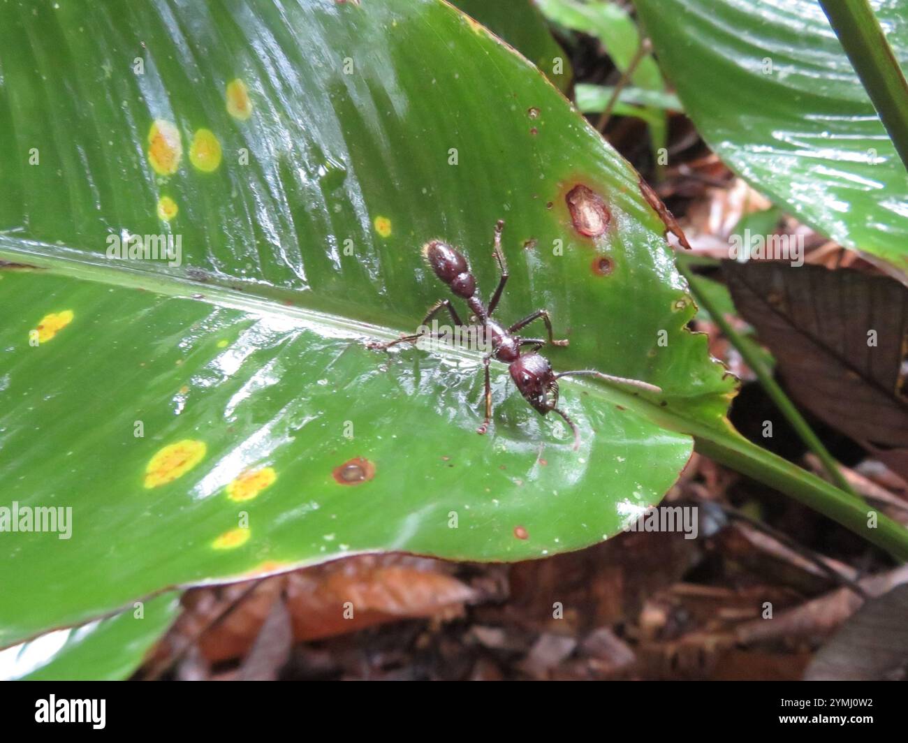 Bullet Ant (Paraponera clavata Stock Photo - Alamy