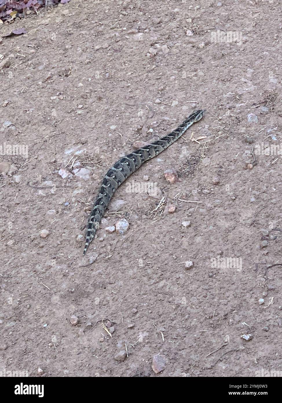 Puff Adder (Bitis arietans Stock Photo - Alamy