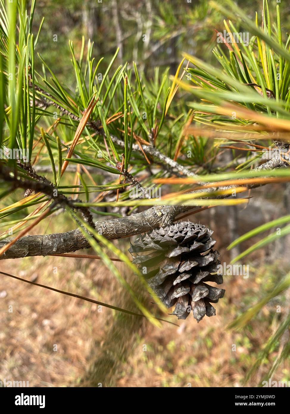 Virginia pine (Pinus virginiana Stock Photo - Alamy