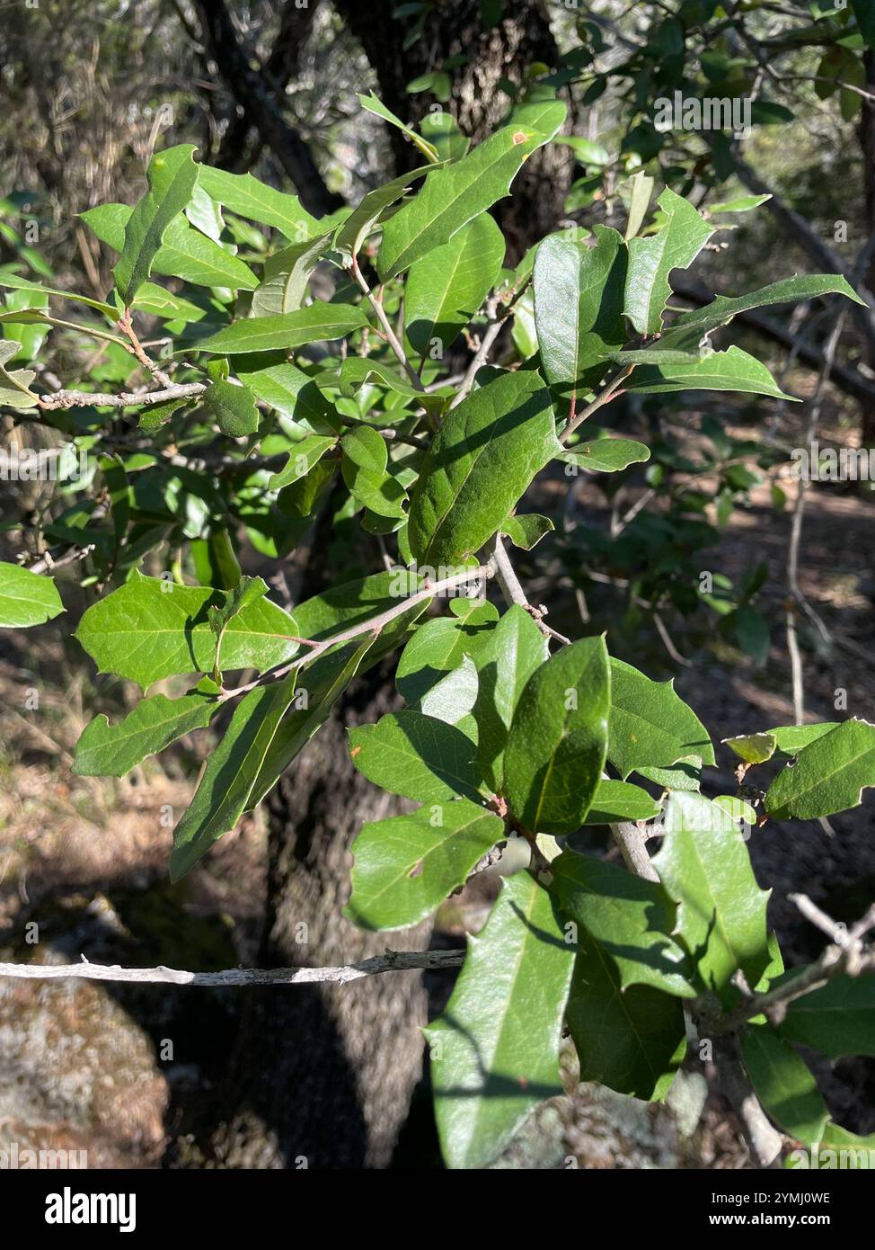 Texas live oak (Quercus fusiformis Stock Photo - Alamy