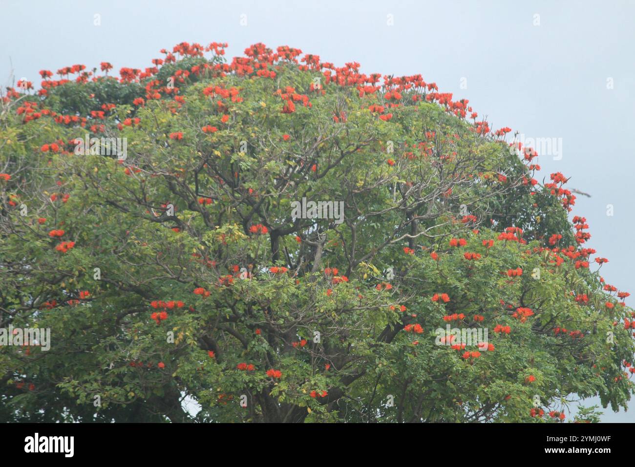 African tulip tree (Spathodea campanulata Stock Photo - Alamy