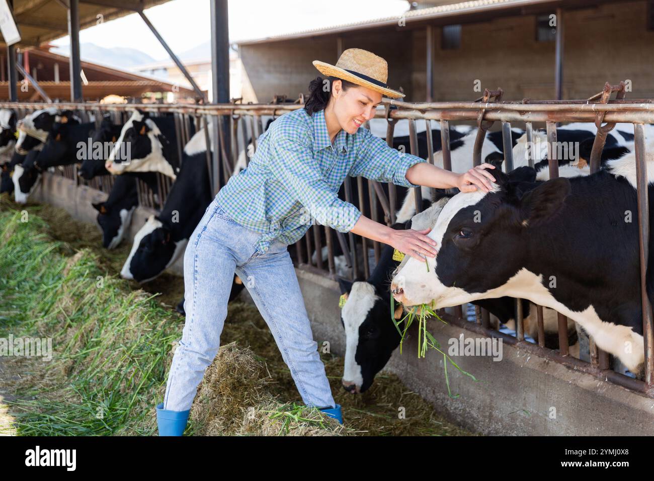 Farm worker feeding grass to cows in barn Stock Photo - Alamy