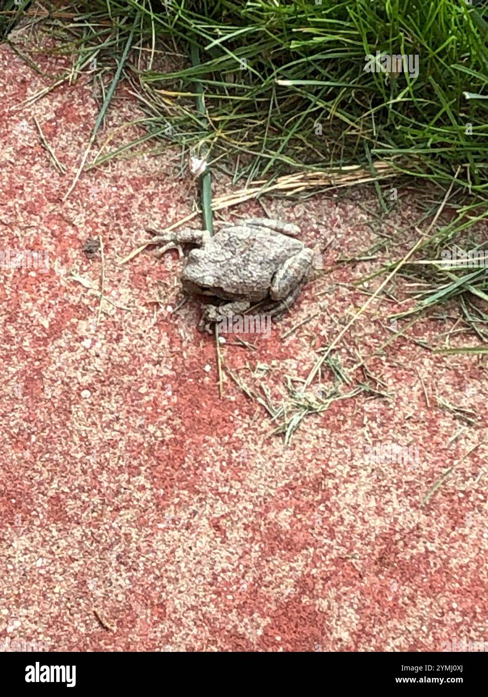 Cope's Gray Treefrog (Hyla chrysoscelis Stock Photo - Alamy