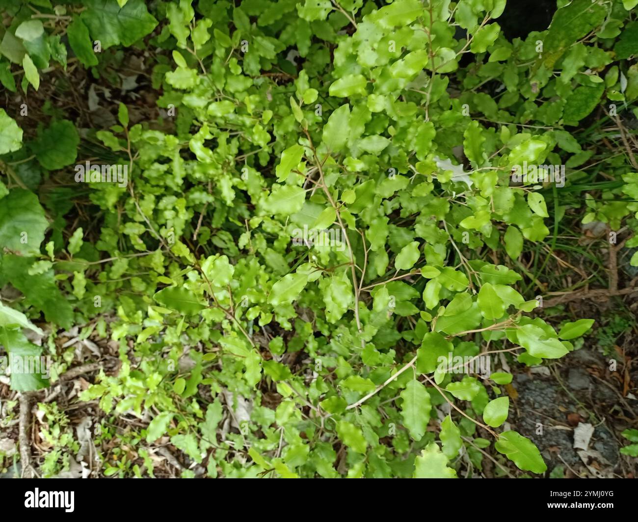 Akiraho (Olearia paniculata Stock Photo - Alamy