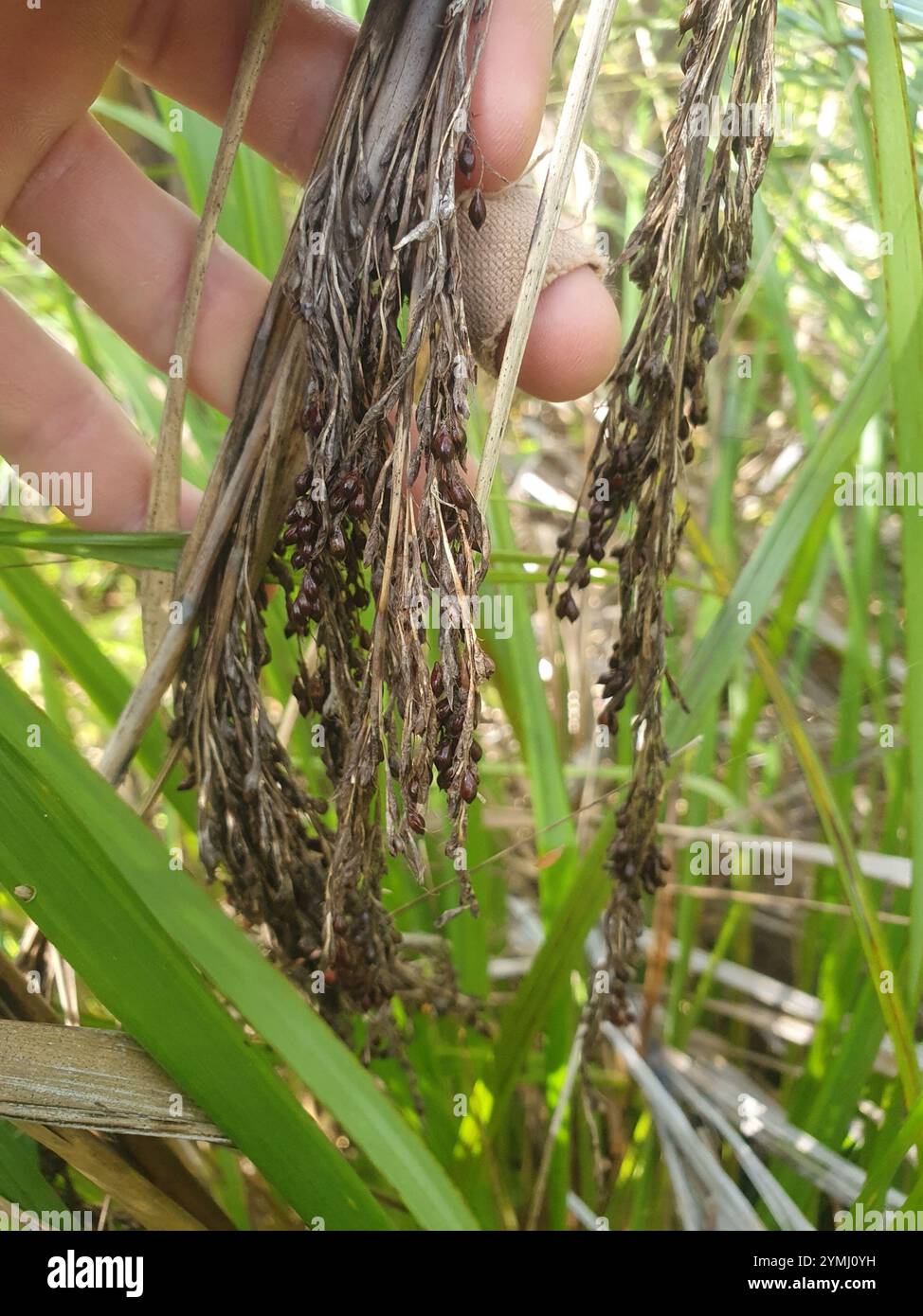 Gahnia hi-res stock photography and images - Alamy
