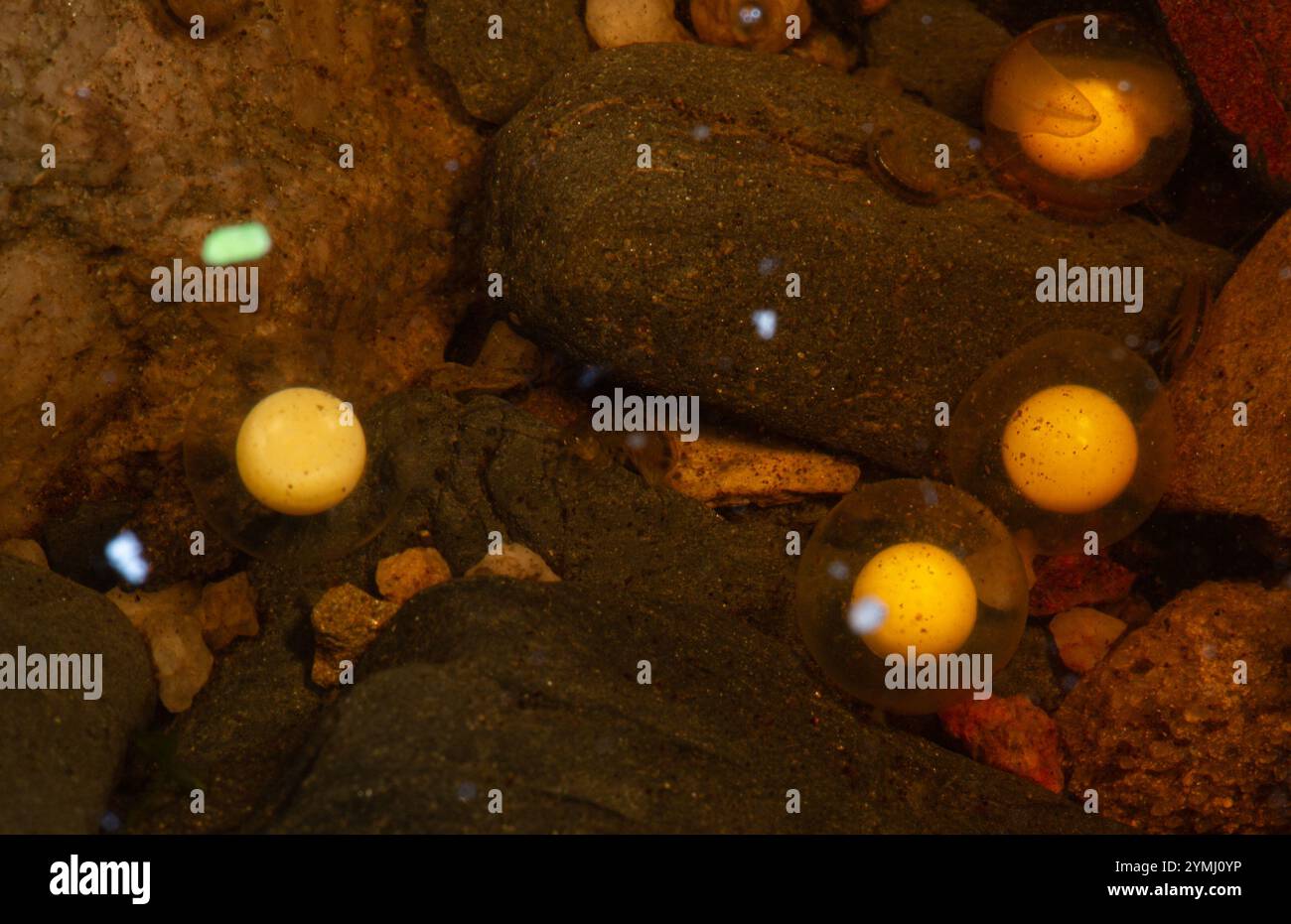 Eastern Ghost Frog (Heleophryne orientalis Stock Photo - Alamy