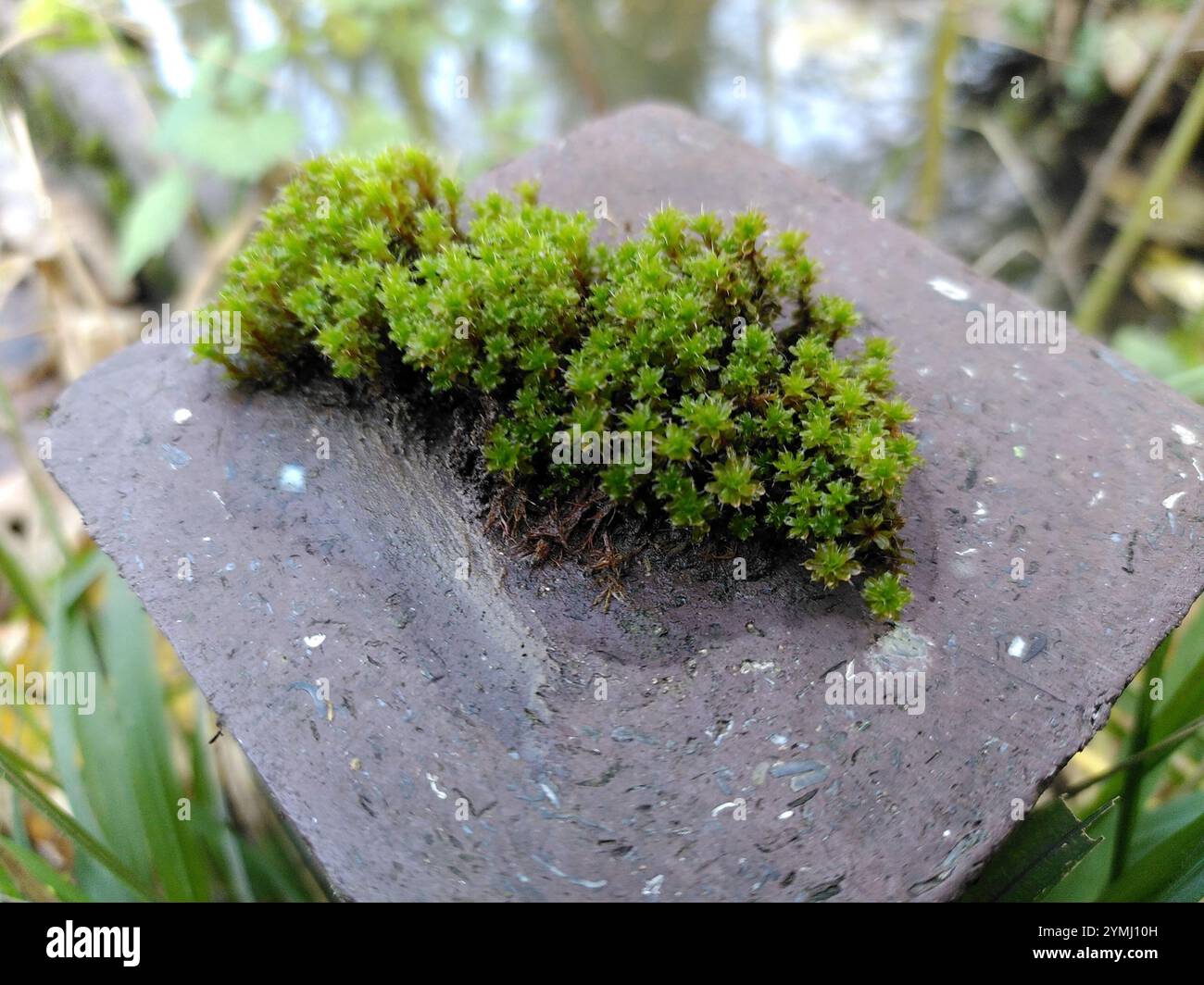 Intermediate Screw-moss (Syntrichia montana Stock Photo - Alamy