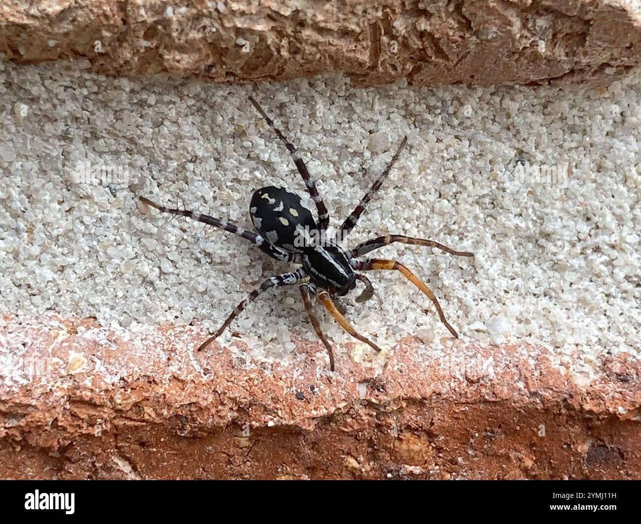 Spotted swift spider hi-res stock photography and images - Alamy