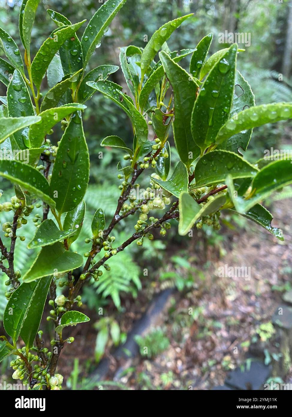 Japanese Eurya (Eurya japonica Stock Photo - Alamy