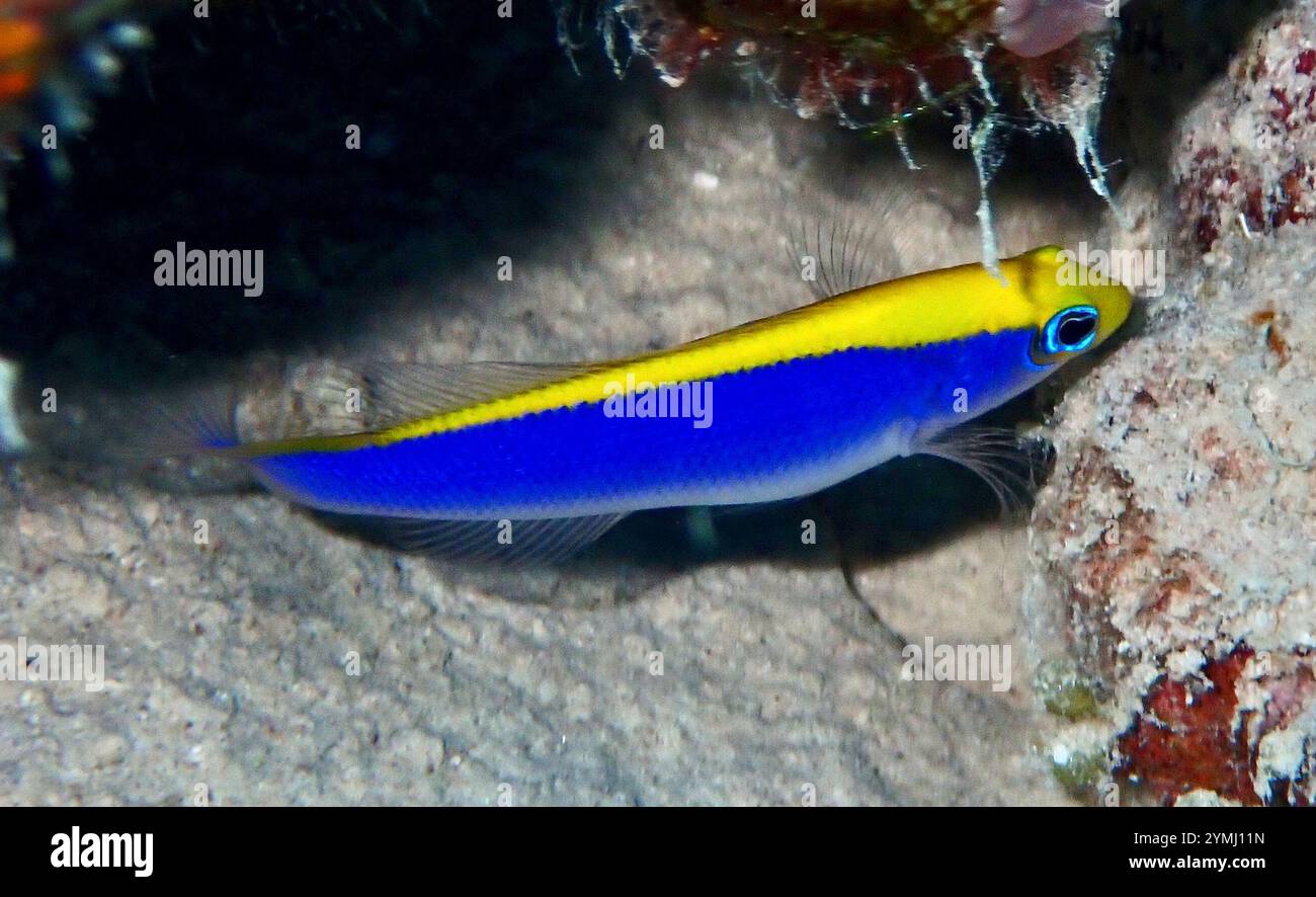 Sunrise Dottyback (Pseudochromis flavivertex Stock Photo - Alamy