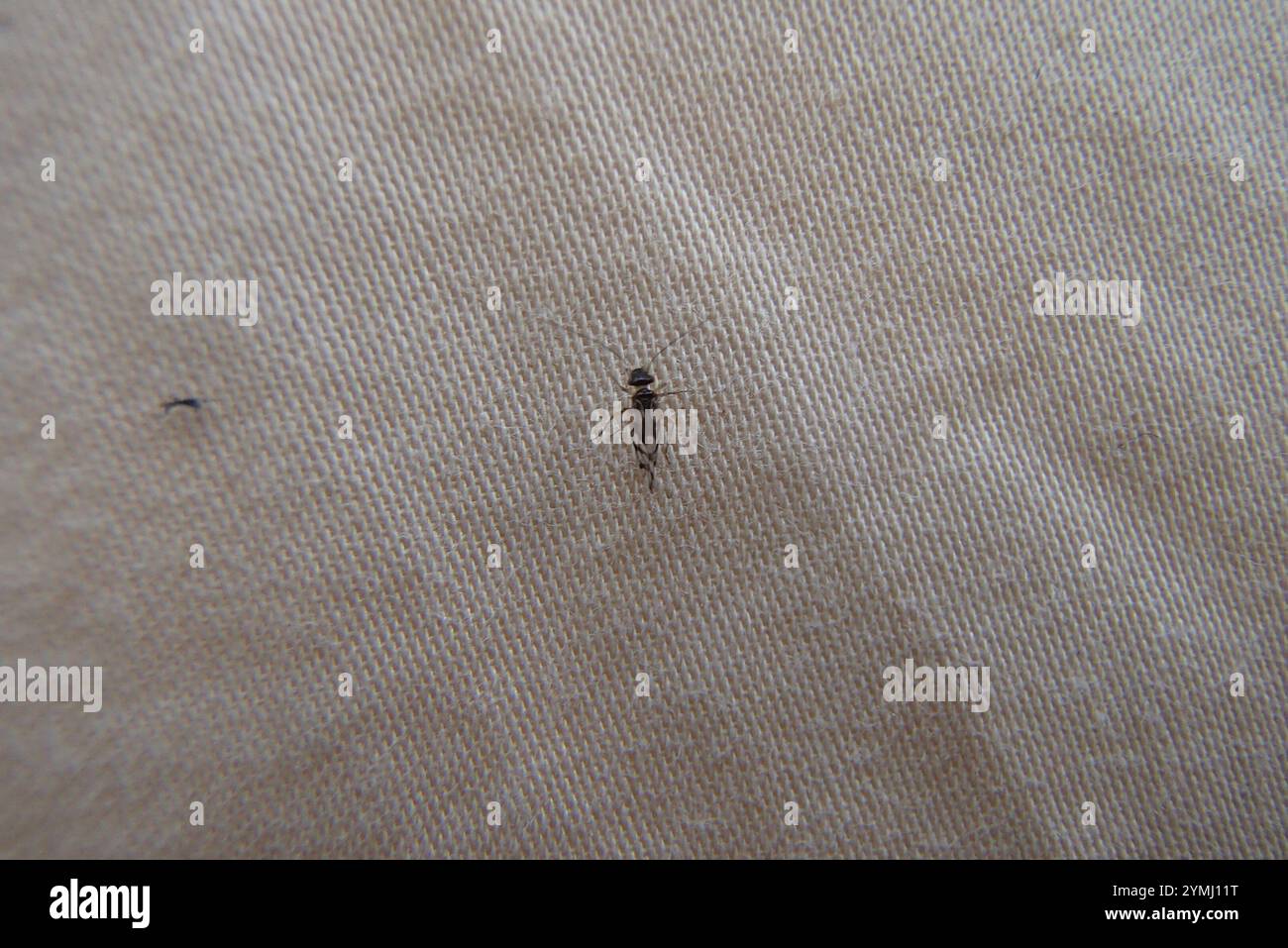 Barklice, Booklice, and Parasitic Lice (Psocodea Stock Photo - Alamy