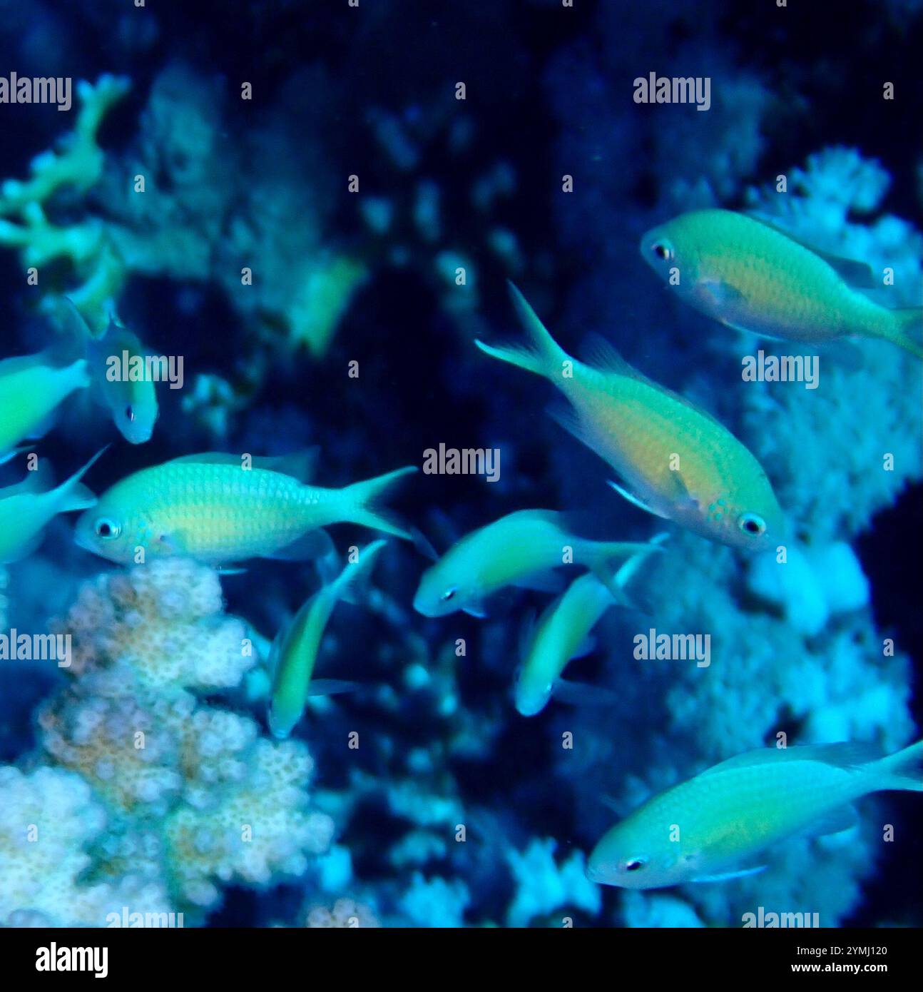 Blue-green Chromis (Chromis viridis Stock Photo - Alamy