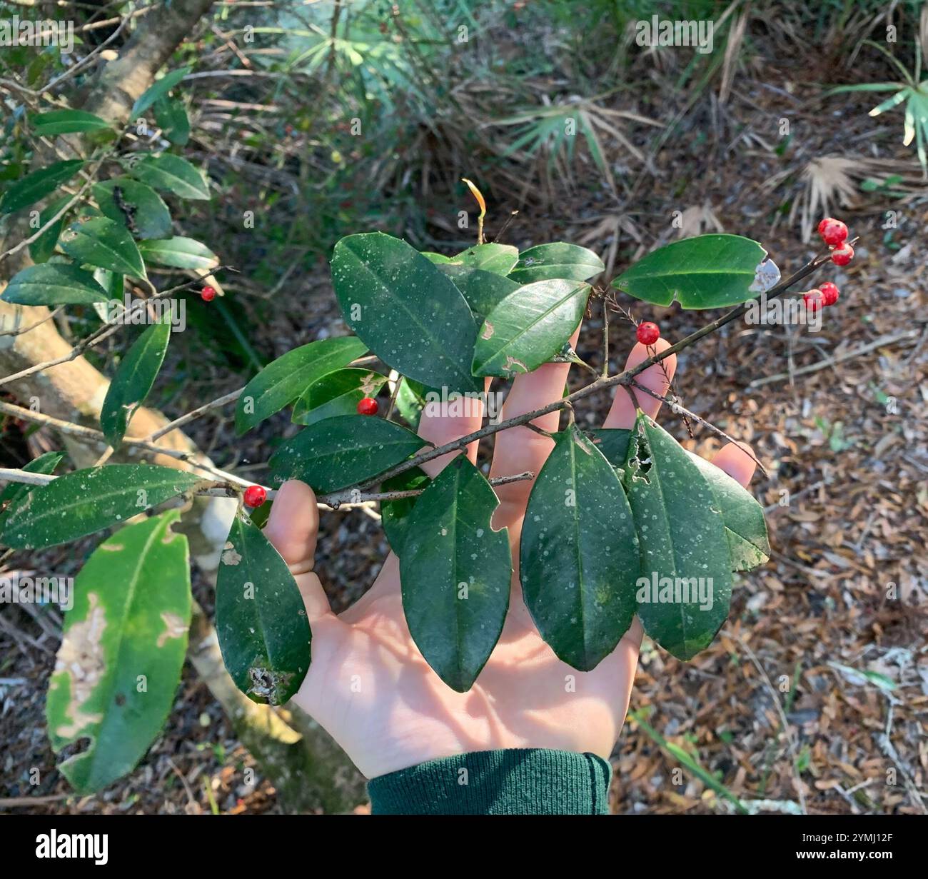 dahoon holly (Ilex cassine Stock Photo - Alamy