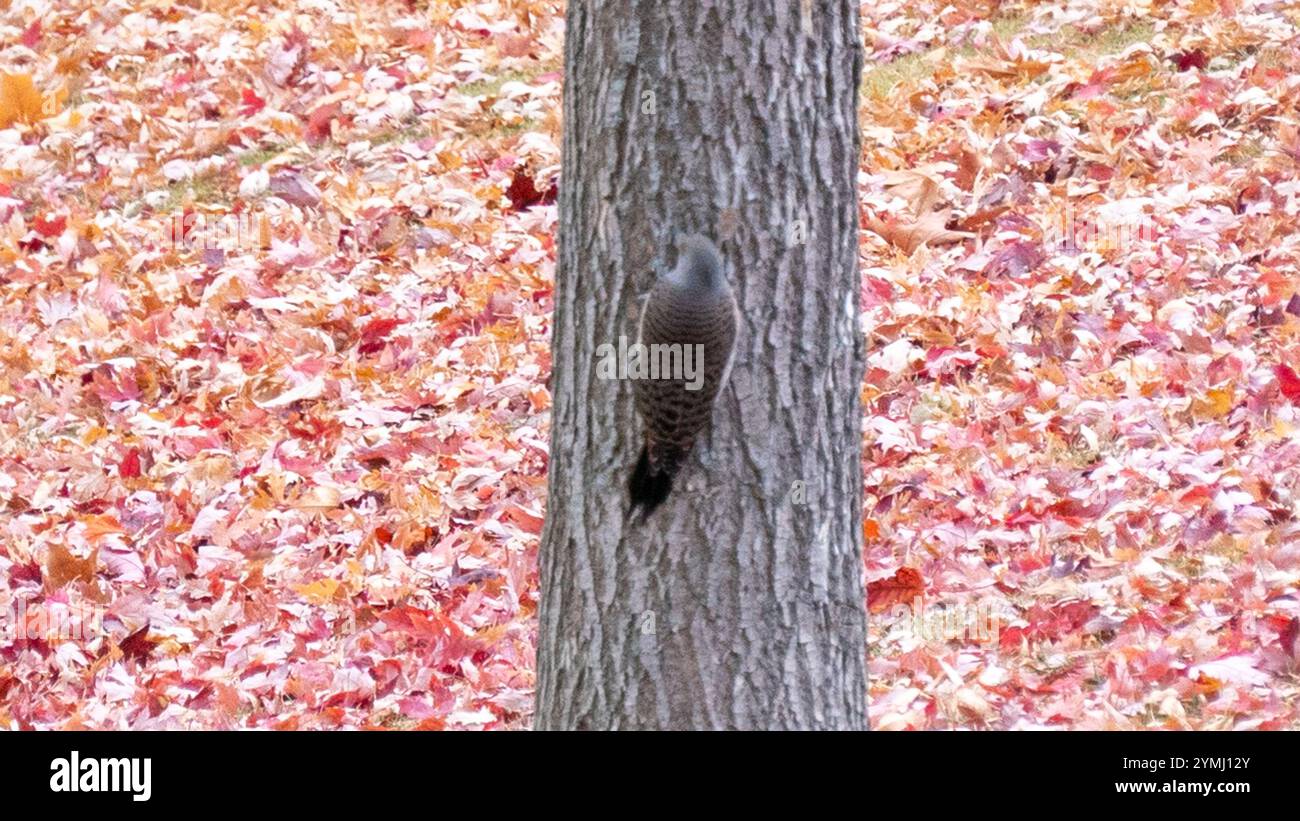 Northern Flicker (Colaptes auratus Stock Photo - Alamy