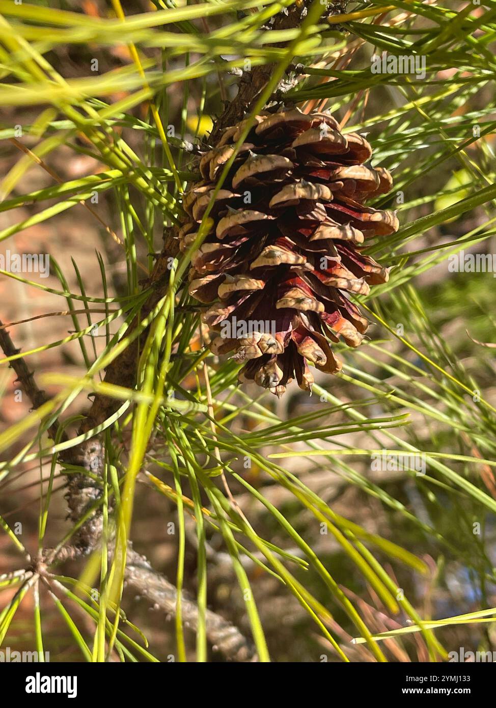 loblolly pine (Pinus taeda Stock Photo - Alamy