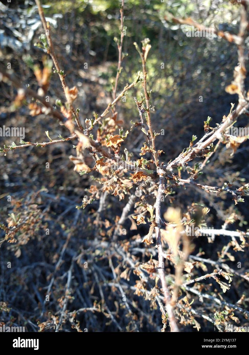 Antelope Bitterbrush (Purshia tridentata Stock Photo - Alamy