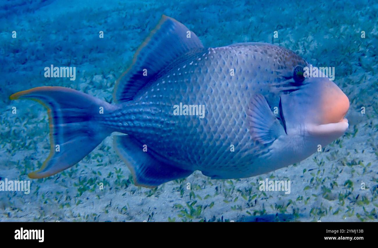 Yellowmargin Triggerfish (Pseudobalistes flavimarginatus Stock Photo ...