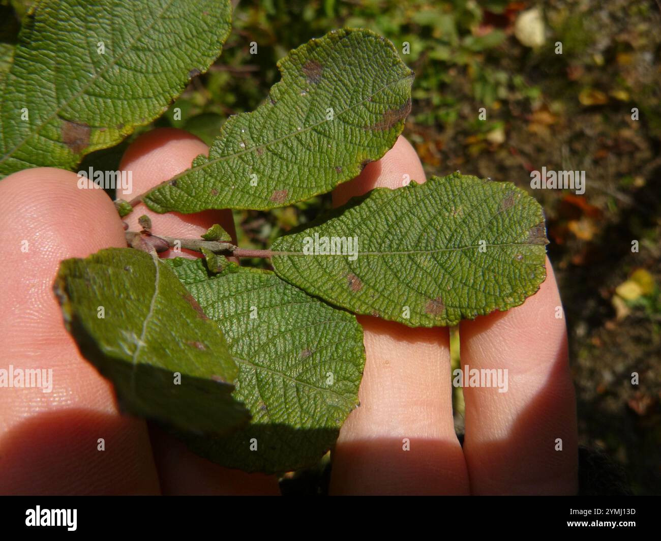 Eared Willow (Salix aurita Stock Photo - Alamy
