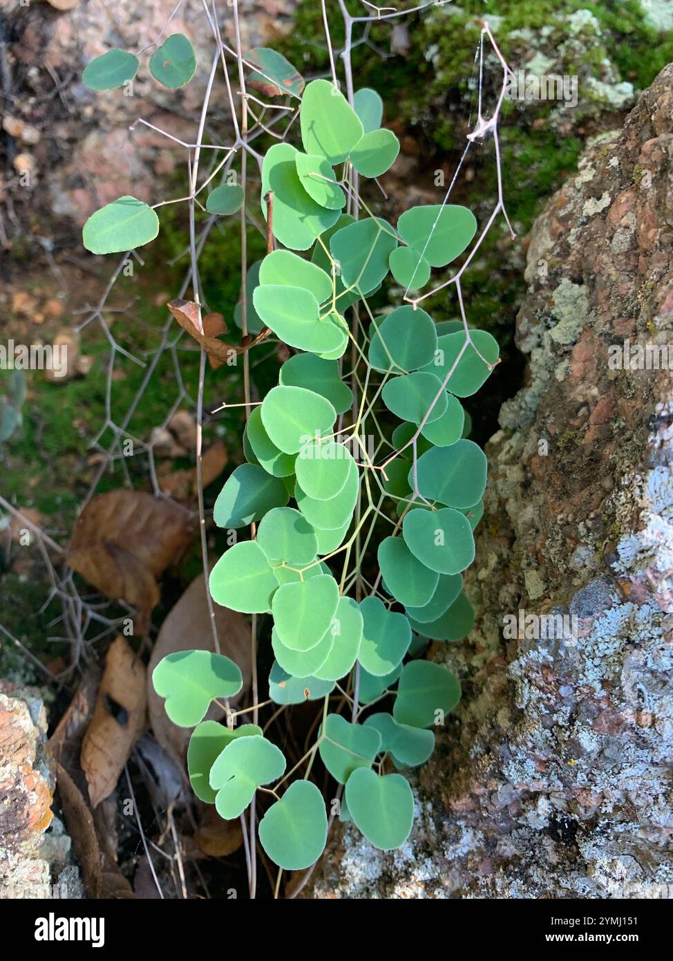 Ovate leaf hi-res stock photography and images - Alamy