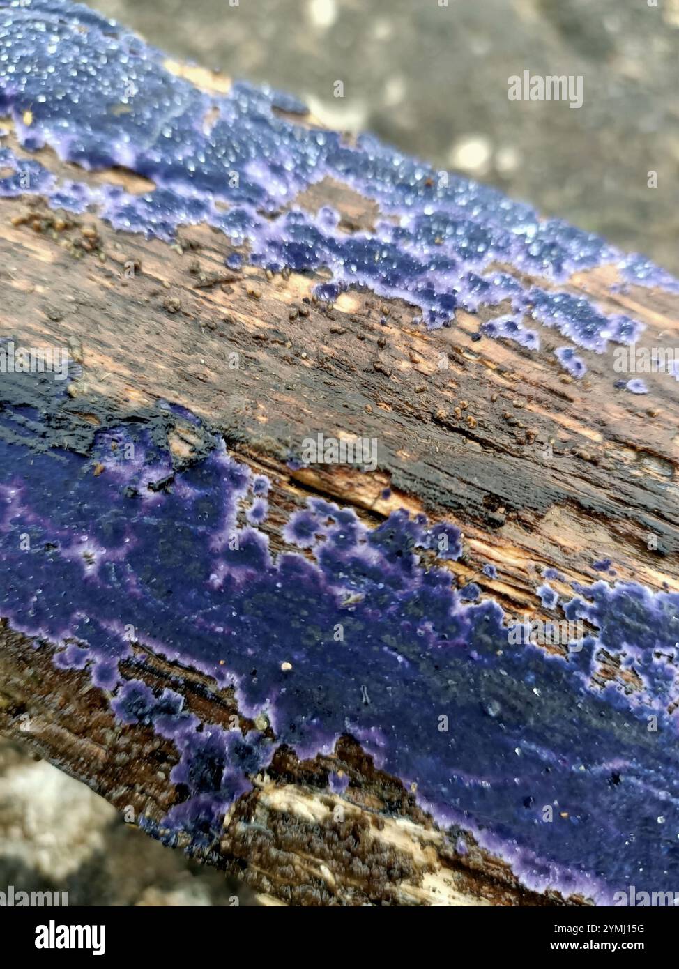 Cobalt crust hi-res stock photography and images - Alamy