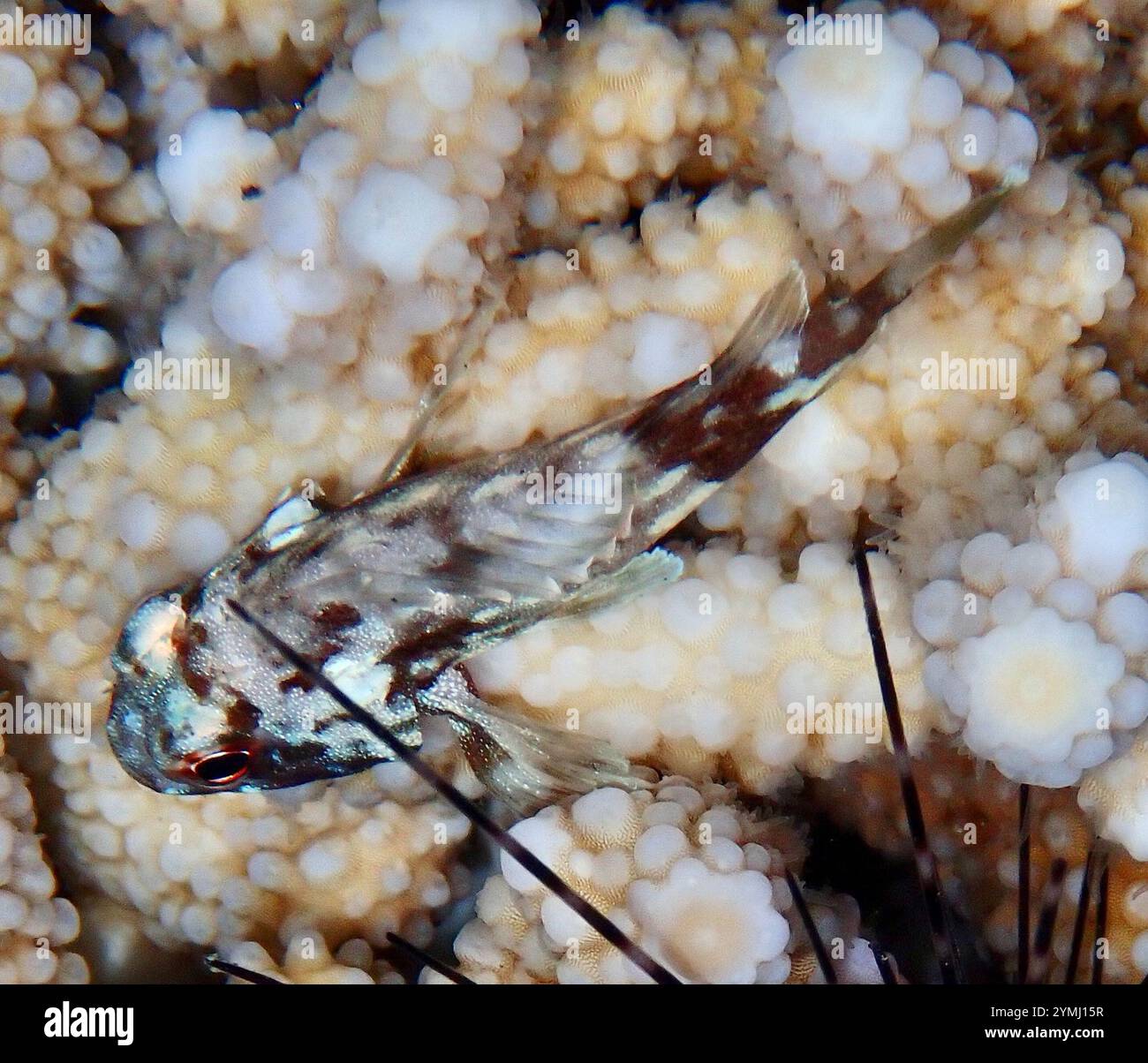 Yellowspotted Scorpionfish (Sebastapistes cyanostigma Stock Photo - Alamy