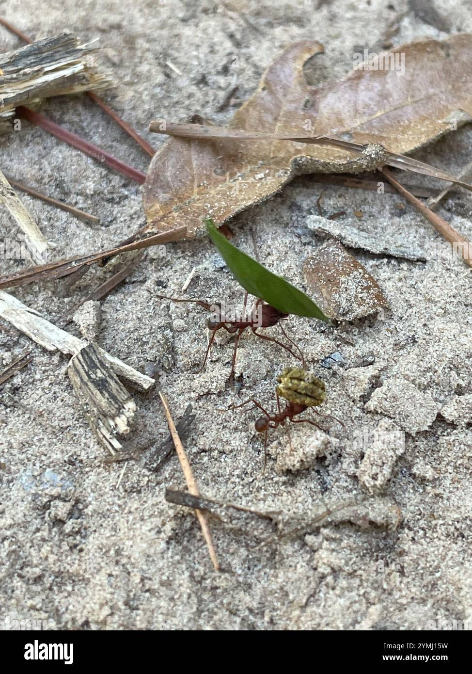Texas Leafcutter Ant (Atta texana Stock Photo - Alamy