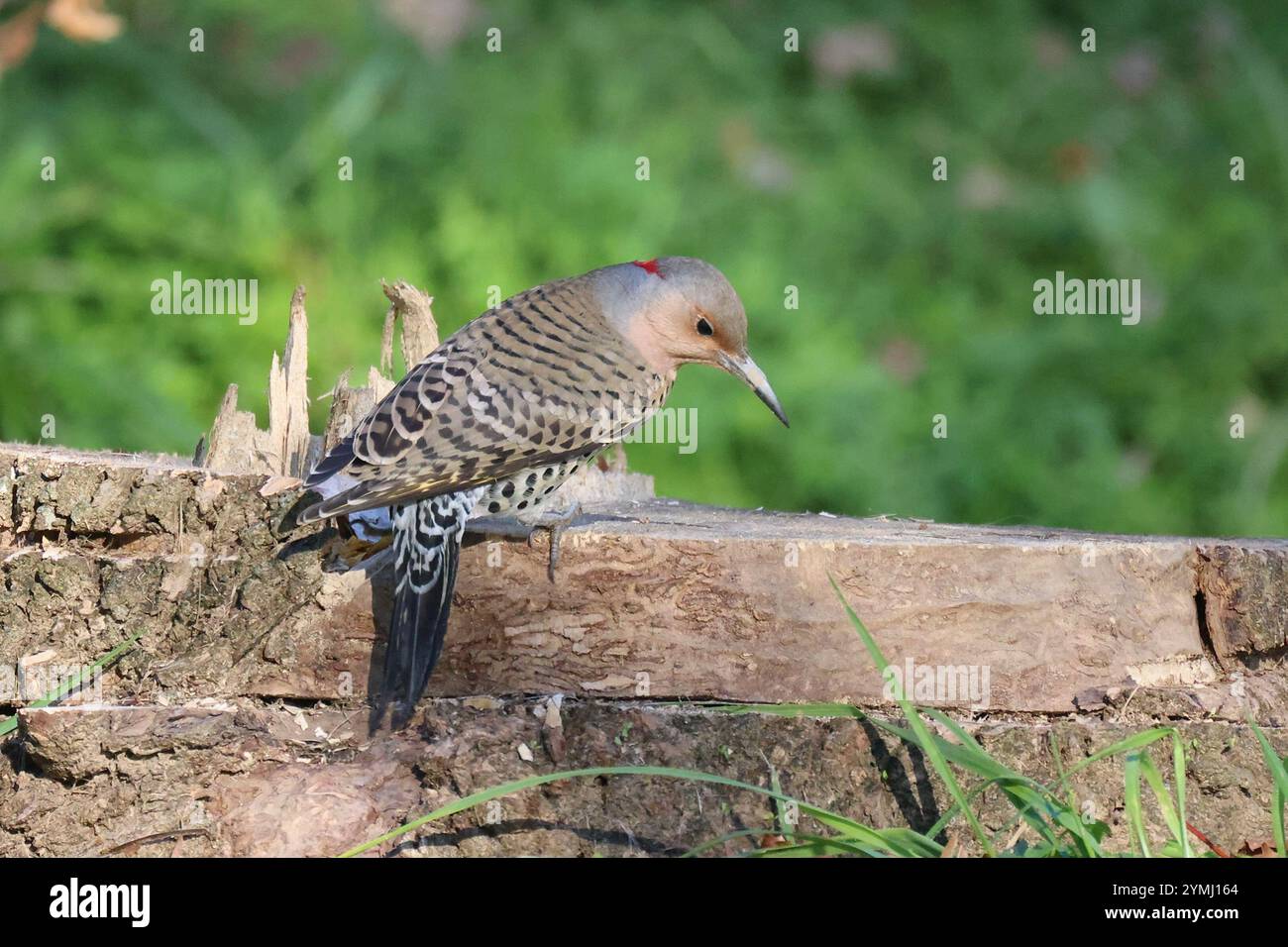 Northern Flicker (Colaptes auratus Stock Photo - Alamy