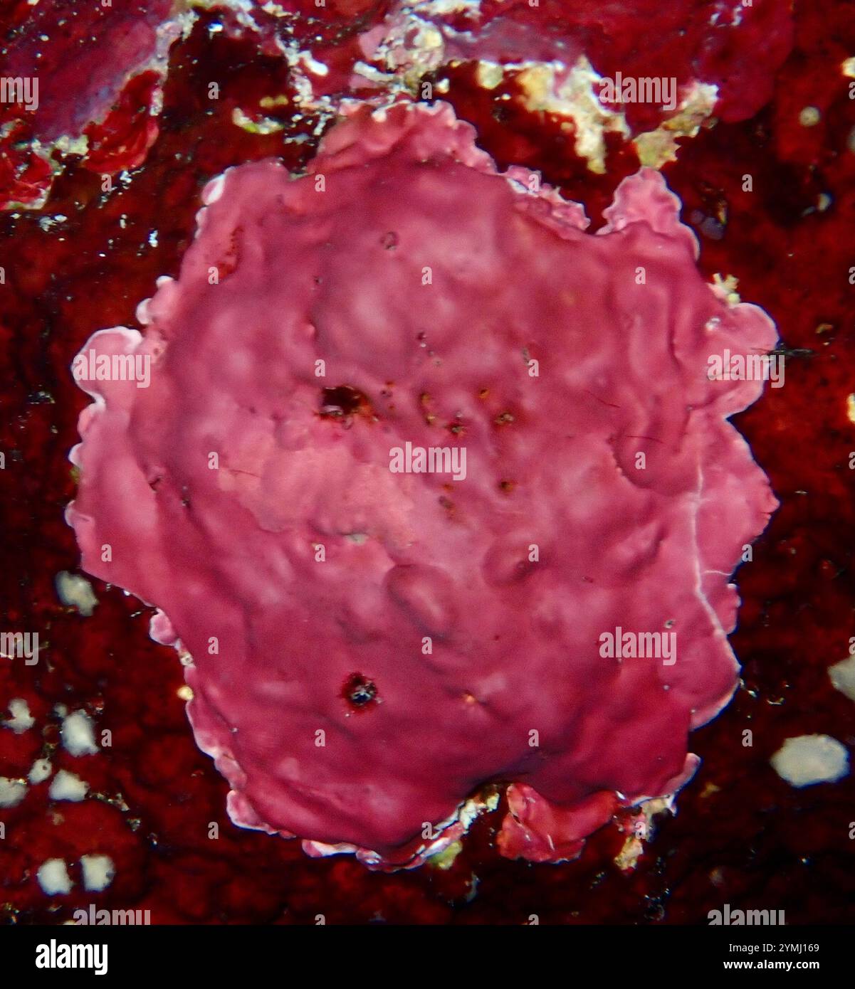 Crustose coralline algae (Lithothamnion Stock Photo - Alamy