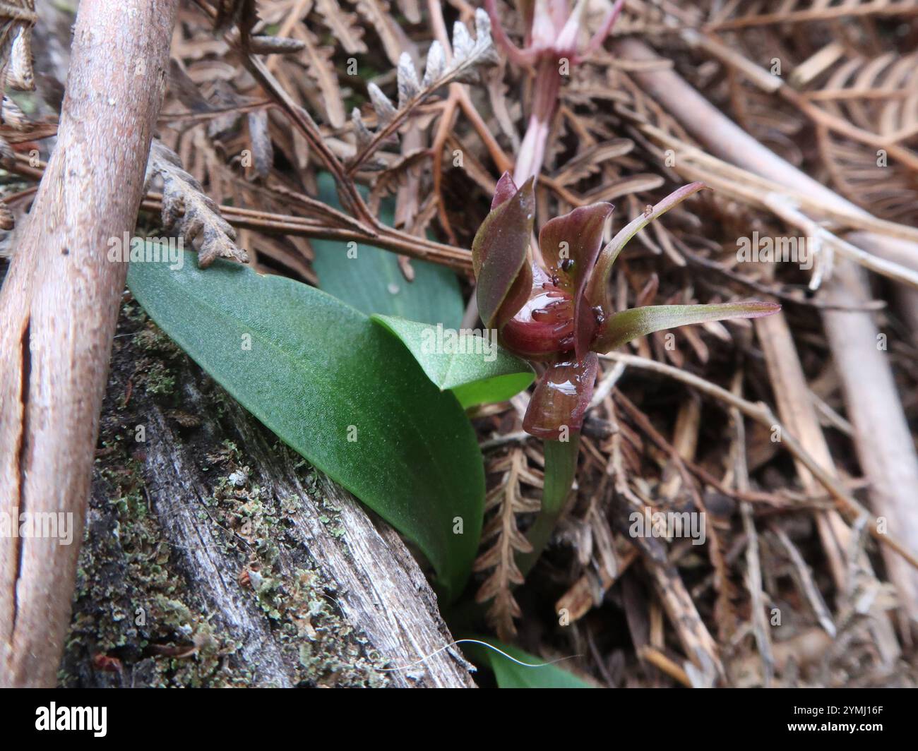 three-horned bird orchid (Chiloglottis triceratops Stock Photo - Alamy