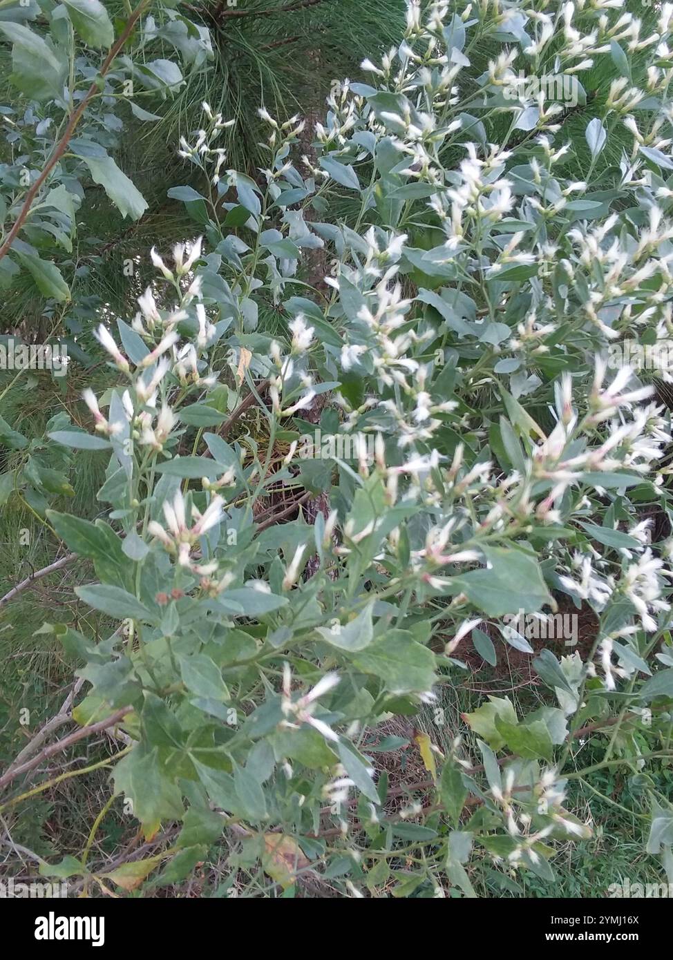 groundsel tree (Baccharis halimifolia Stock Photo - Alamy