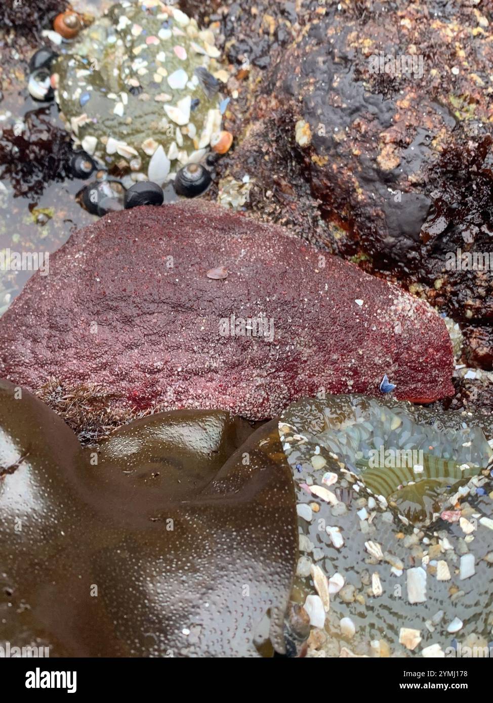 Gumboot Chiton (Cryptochiton stelleri Stock Photo - Alamy