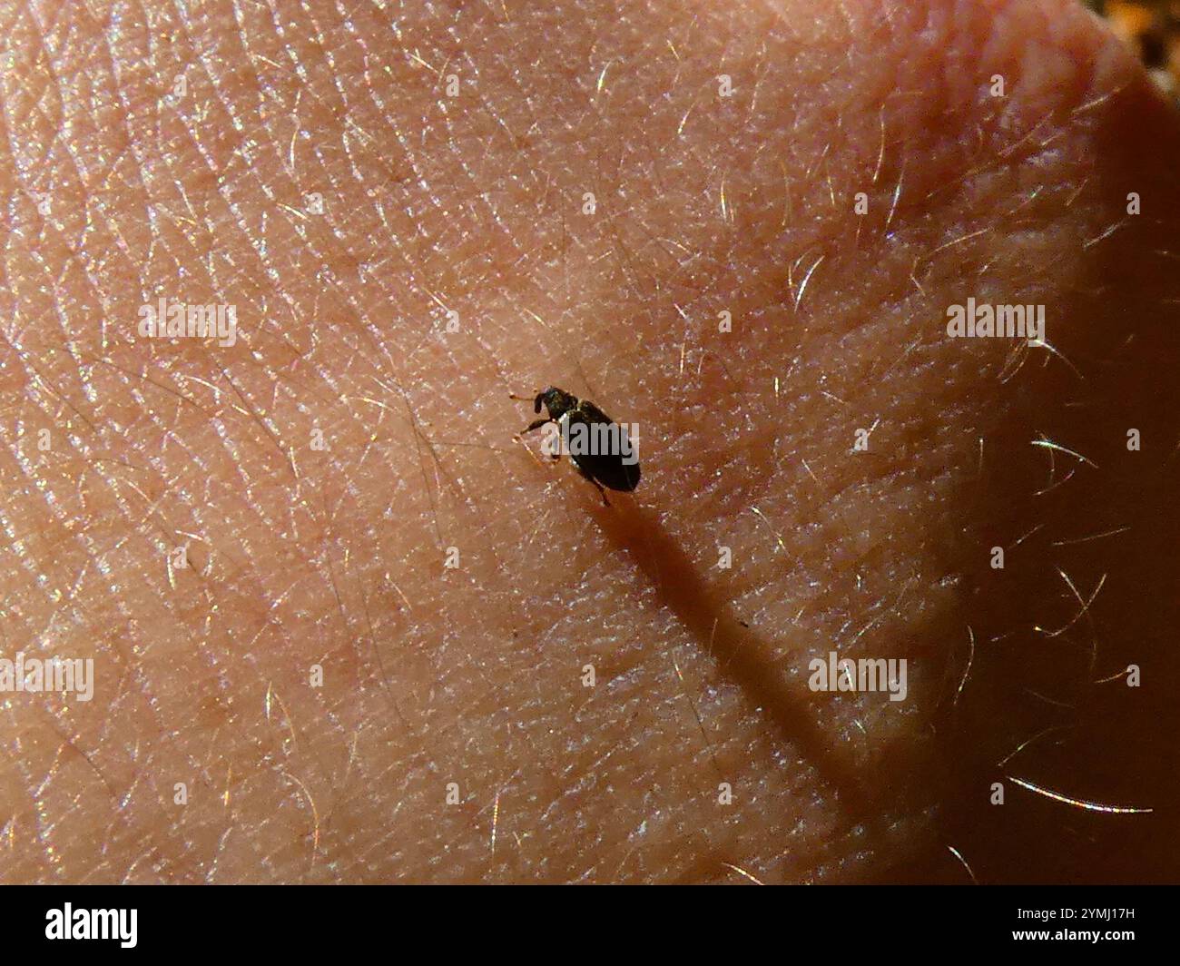 Flea Weevils (Rhamphini Stock Photo - Alamy