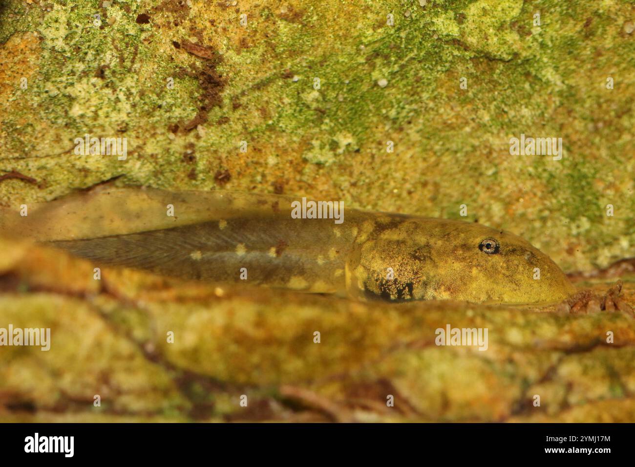 Table Mountain Ghost Frog (Heleophryne rosei Stock Photo - Alamy