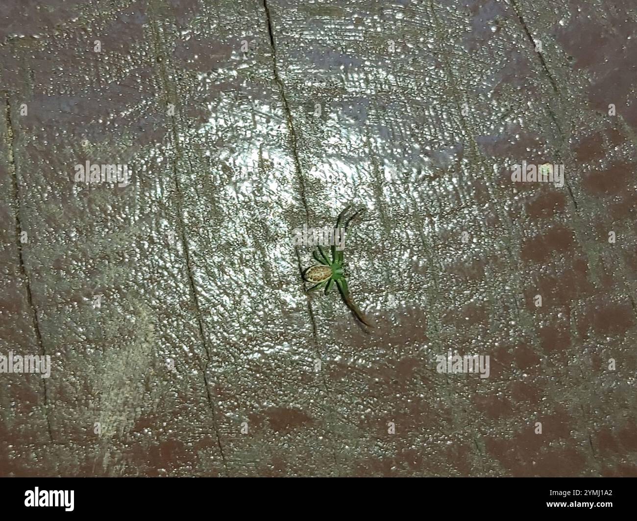 Eurasian Green Crab Spider (Diaea dorsata Stock Photo - Alamy