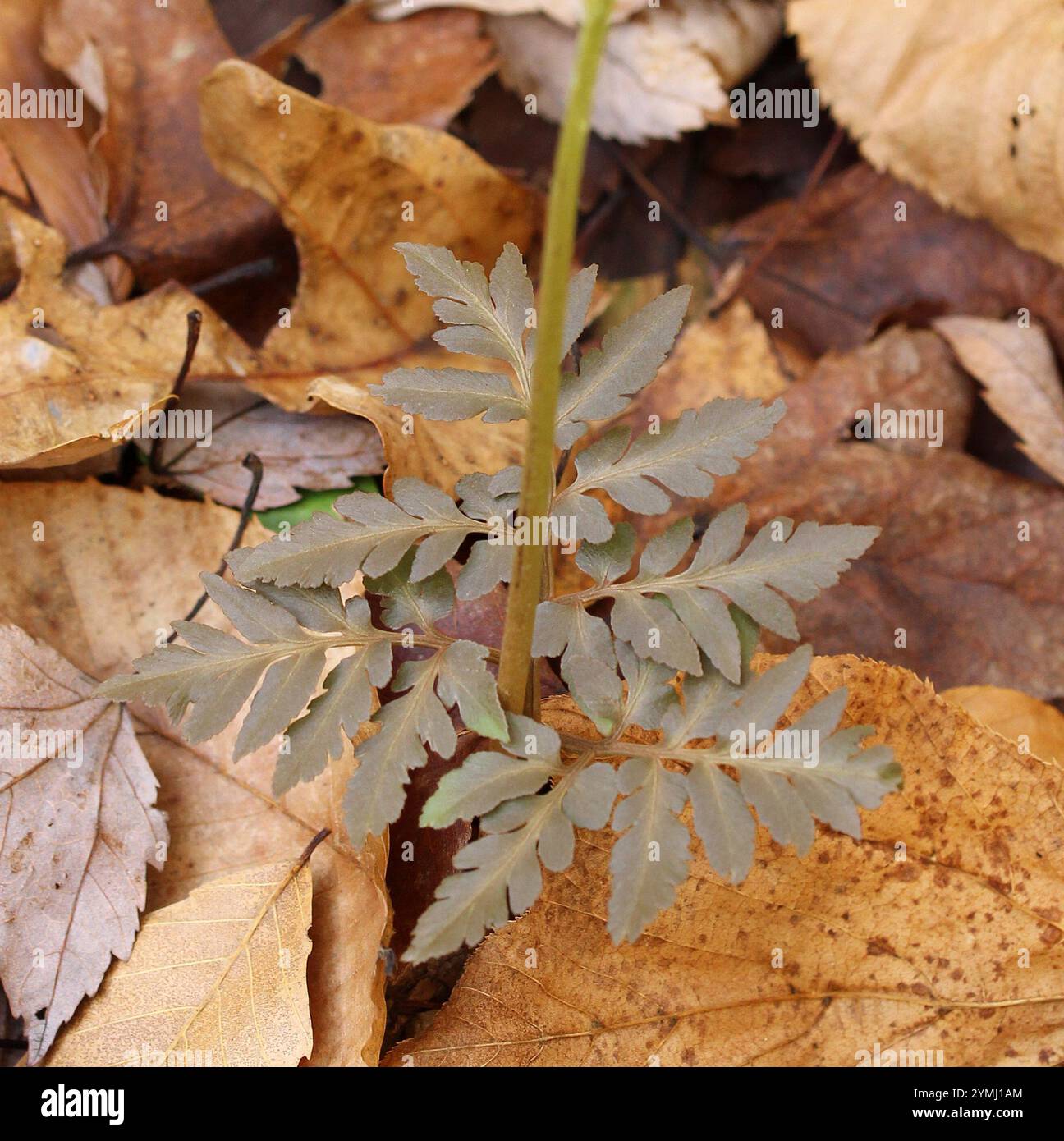 bronze fern (Sceptridium dissectum obliquum Stock Photo - Alamy